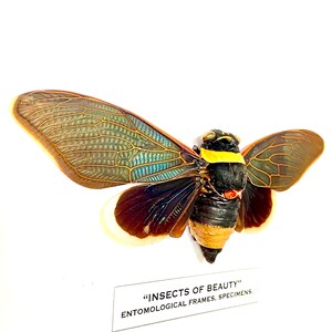 Cicada.(tacua Speciosa) Real Specimen - Etsy