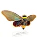 Cicada.(tacua Speciosa) Real Specimen - Etsy
