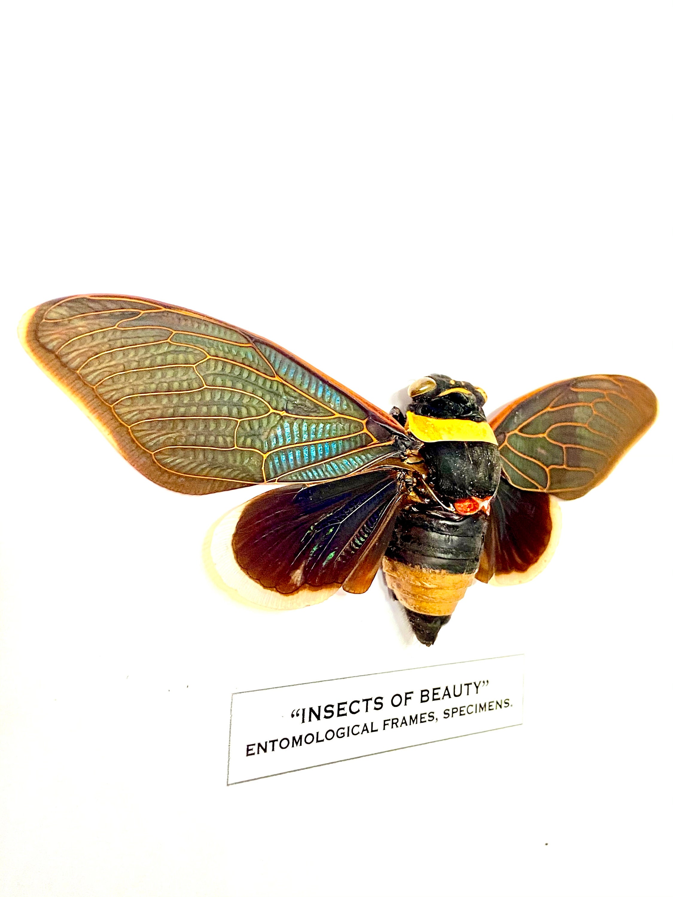 Cicada.(tacua Speciosa) Real Specimen - Etsy