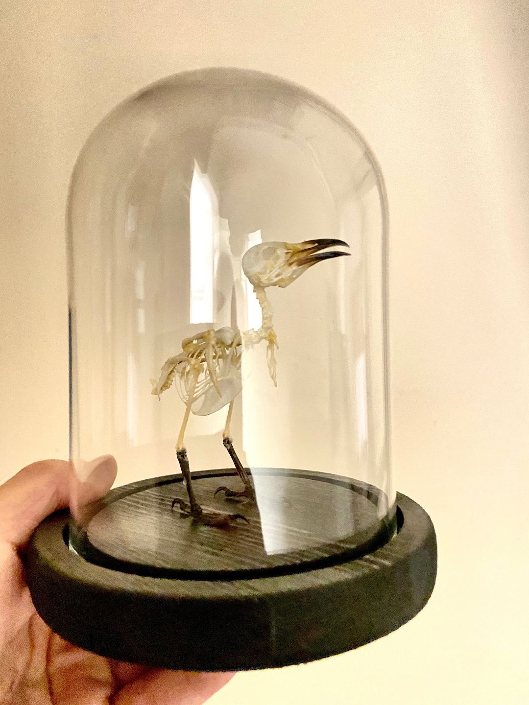 Bird Skeleton in Glass Dome, Real (bulbul) Taxidermy Framed Insect ...