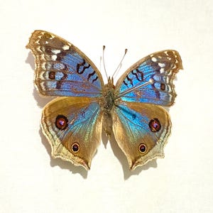 Blue Butterfly. Junonia Rhadama . Real Butterfly. Blue Buckeye. African ...