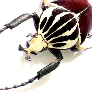 Goliath Beetle (goliathus Apicalis) Real Specimen. Beetle. Real Beetle ...