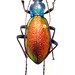 Carabus Hispanus. Ground Beetle.carabidae. Real Insect Specimen. - Etsy