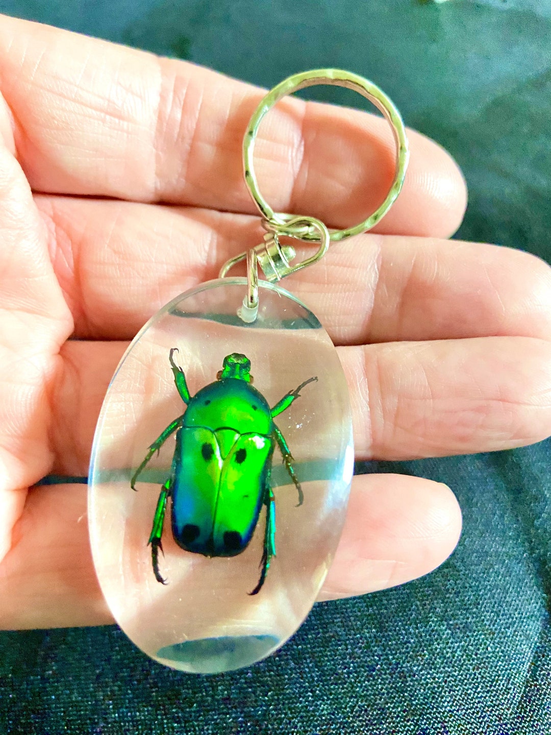 Beetle Key Ring. Real Insect. Asian Fruit Beetle. Key Fob. Lucite ...