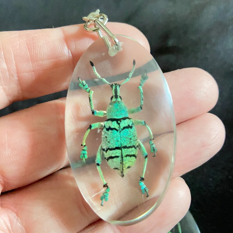 Insect Jewelry - Etsy