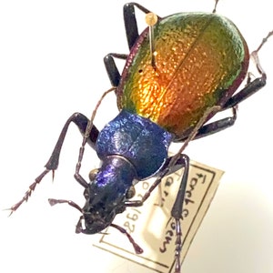 Carabus Hispanus. Ground Beetle.carabidae. Real Insect Specimen. - Etsy
