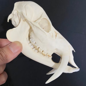 Skull. Chinese Water Deer. Skull. Real Skull. Bones. Insectsofbeauty ...