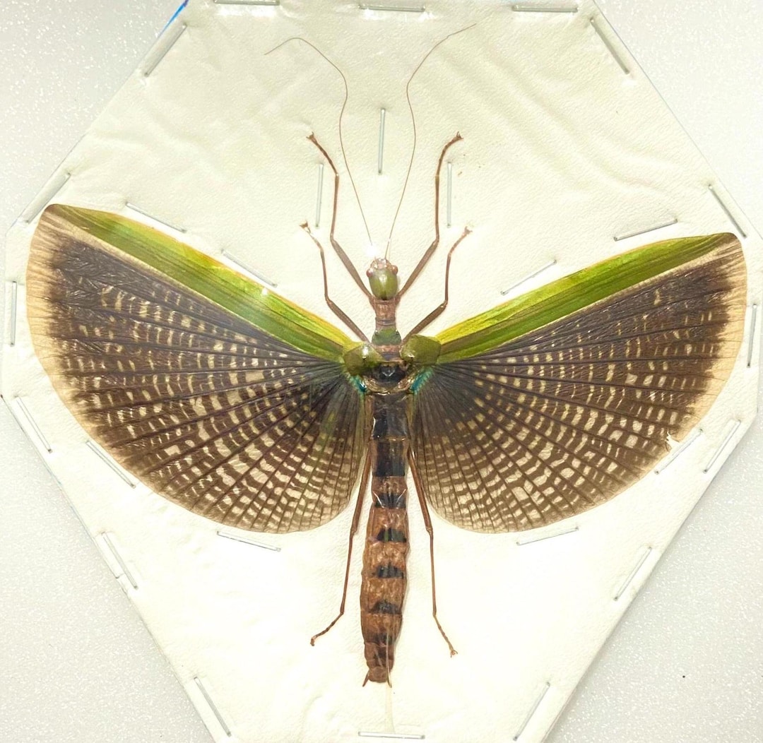 Grasshopper. Calvisia Virbius. Real Specimen. Real Insect. Insect ...