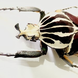 Goliath Beetle (goliathus Apicalis) Real Specimen. Beetle. Real Beetle ...