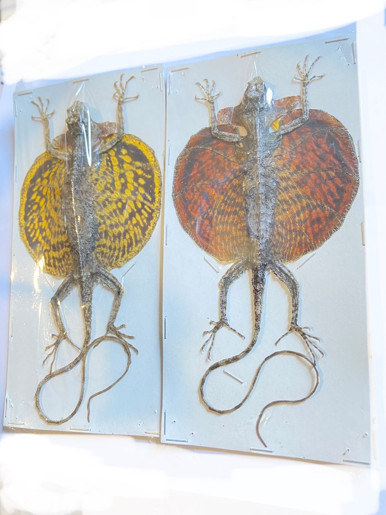 Flying Lizard. (draco Volans) Real Specimen.lizard. Reptile ...