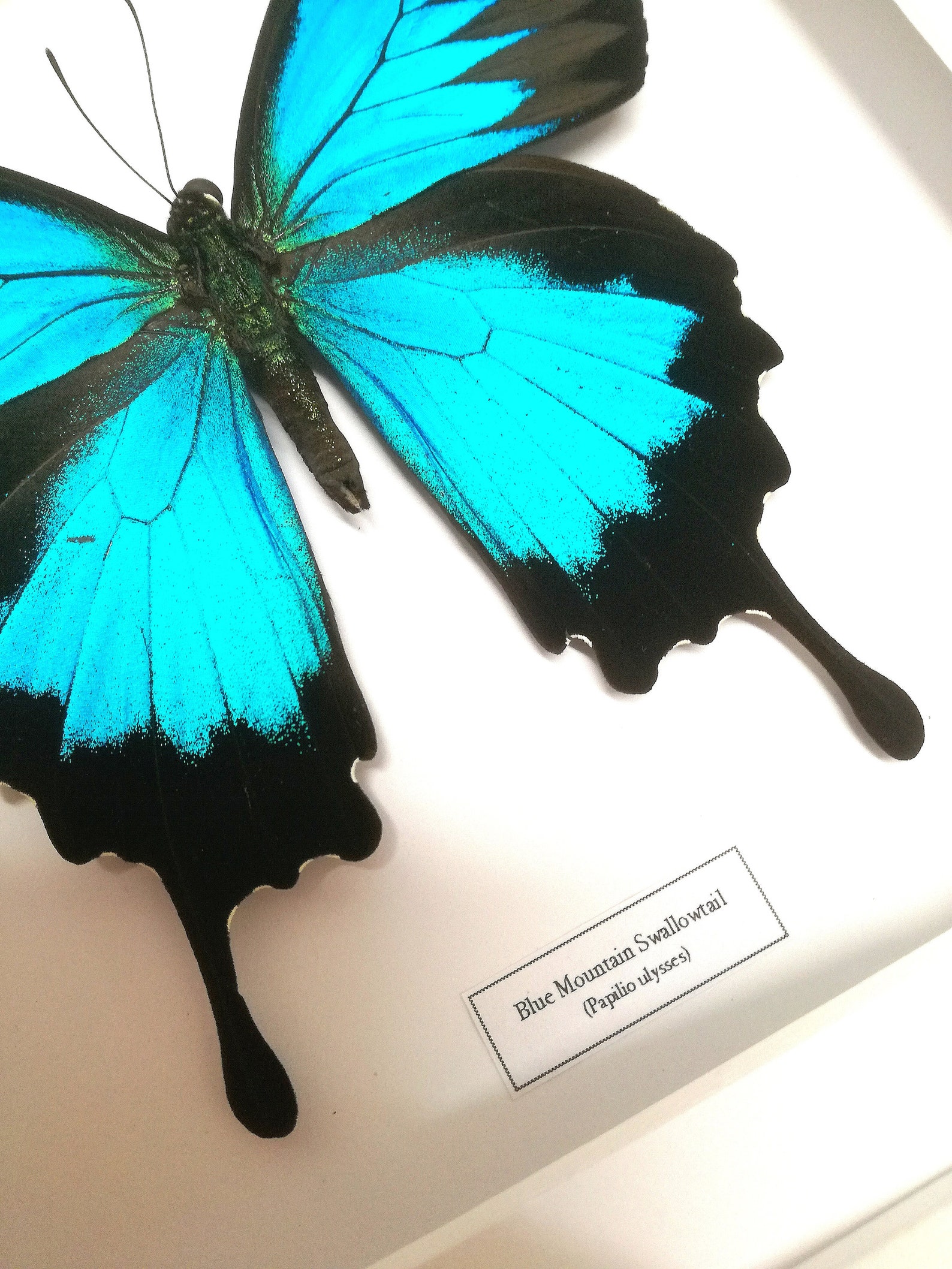 Blue Mountain Swallowtail papilio Ulysses Real Butterfly. | Etsy