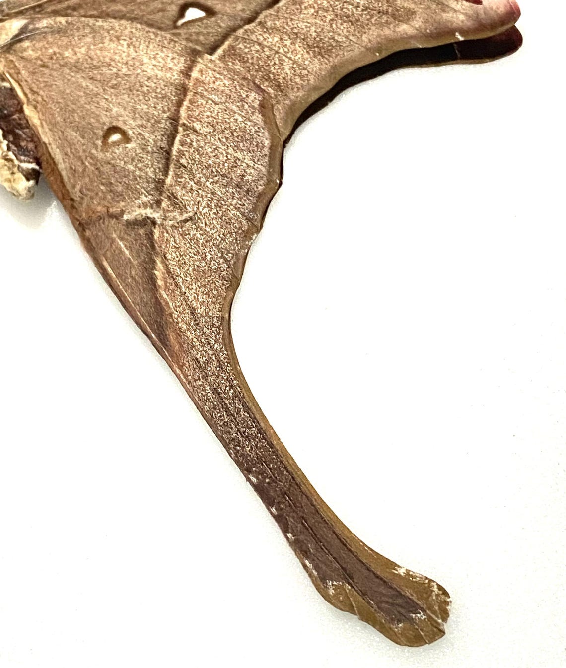 Hercules Moth. Coscinocera Hercules. Papered-folded Wings. Requiring ...