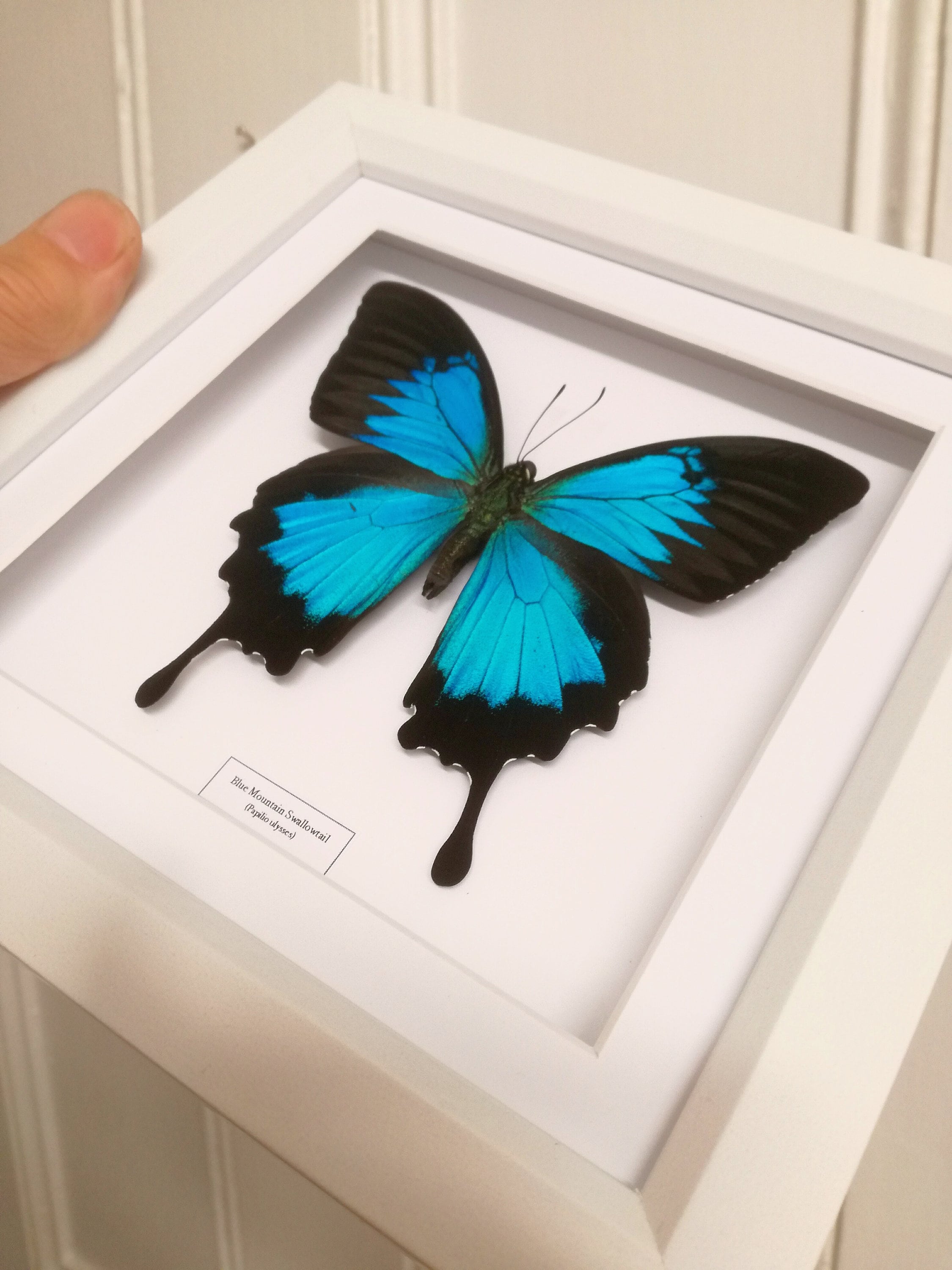 Blue Mountain Swallowtail papilio Ulysses Real Butterfly. | Etsy