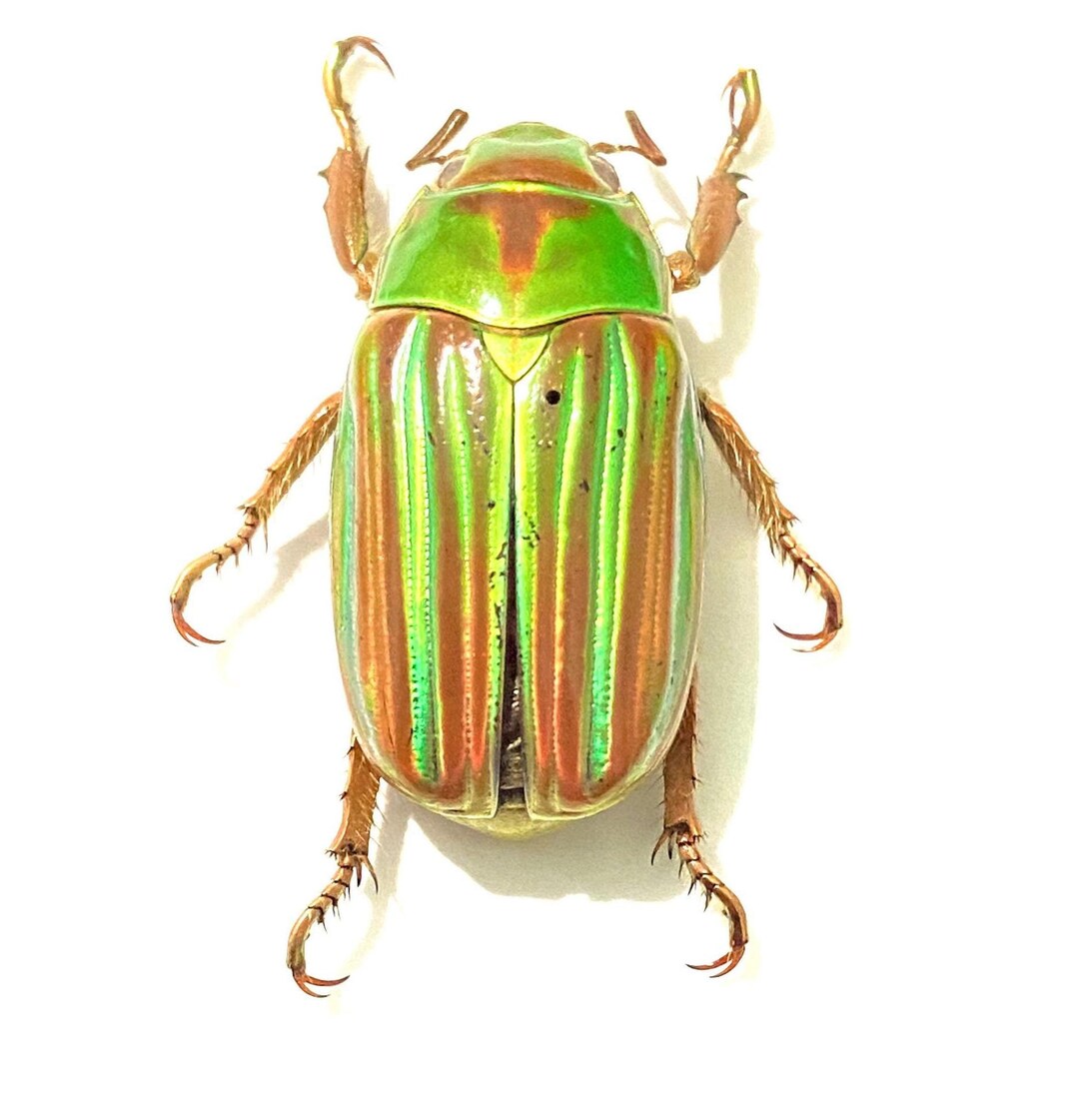 Chrysina Adelaida. Aurigans. Real Insect. Specimen A1. Beetle.scarab ...
