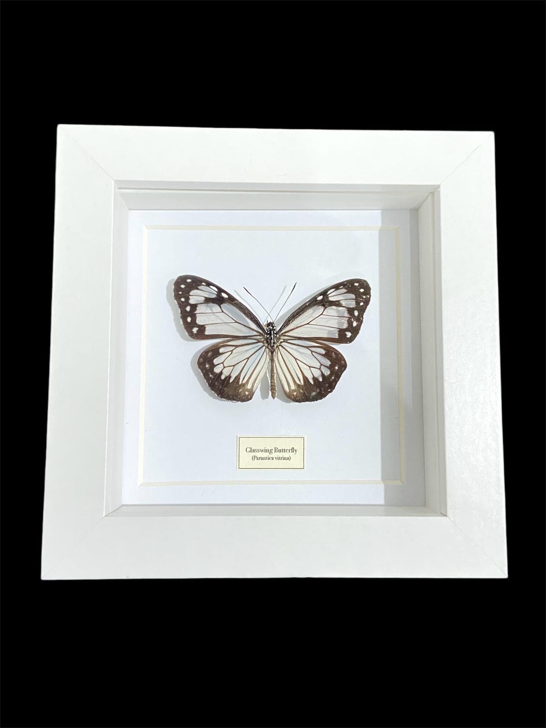 Glass Wing Butterfly. Milkweed Butterfly. Real Butterfly Frame. .real ...