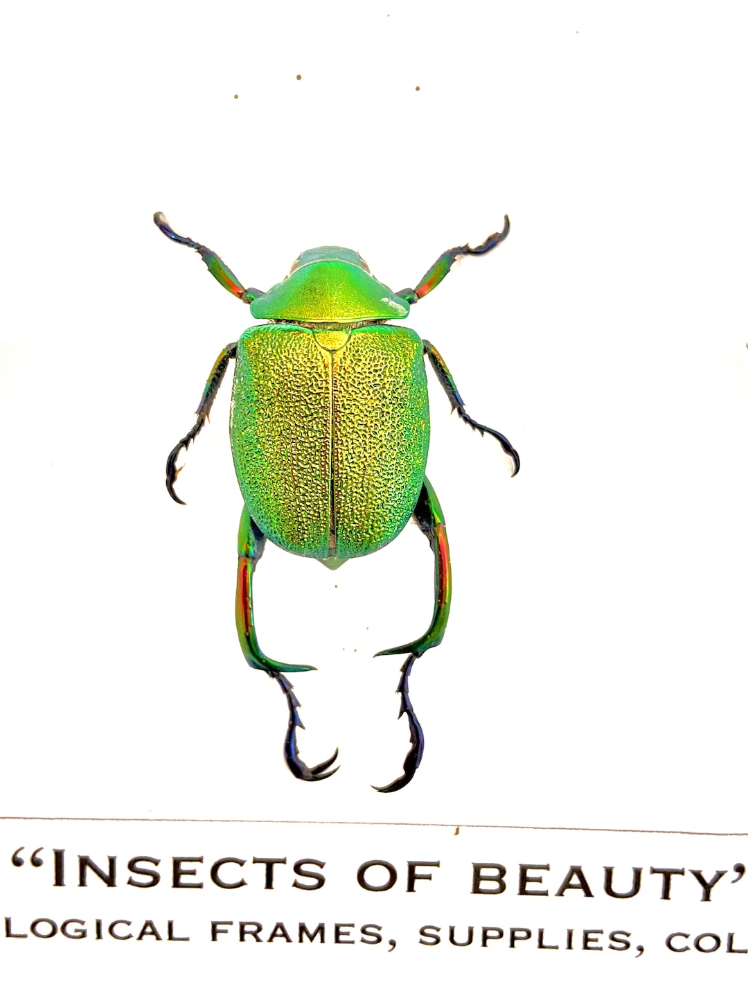 Green Scarab Beetle (chrysophora Chrysochlora) Real Insect Specimen. - Etsy