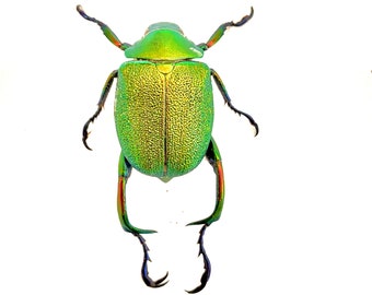 SPREAD Large Green Sawtooth Scarab Beetle Horned Beetle Real Insect Bug ...