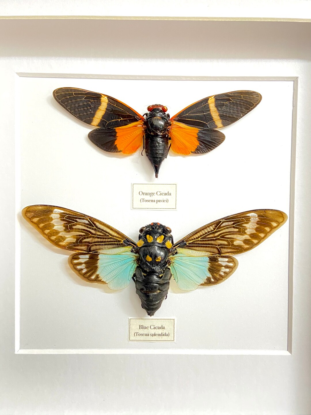 Cicada Frame. Blue&orange Cicada. Real Framed Specimens. - Etsy