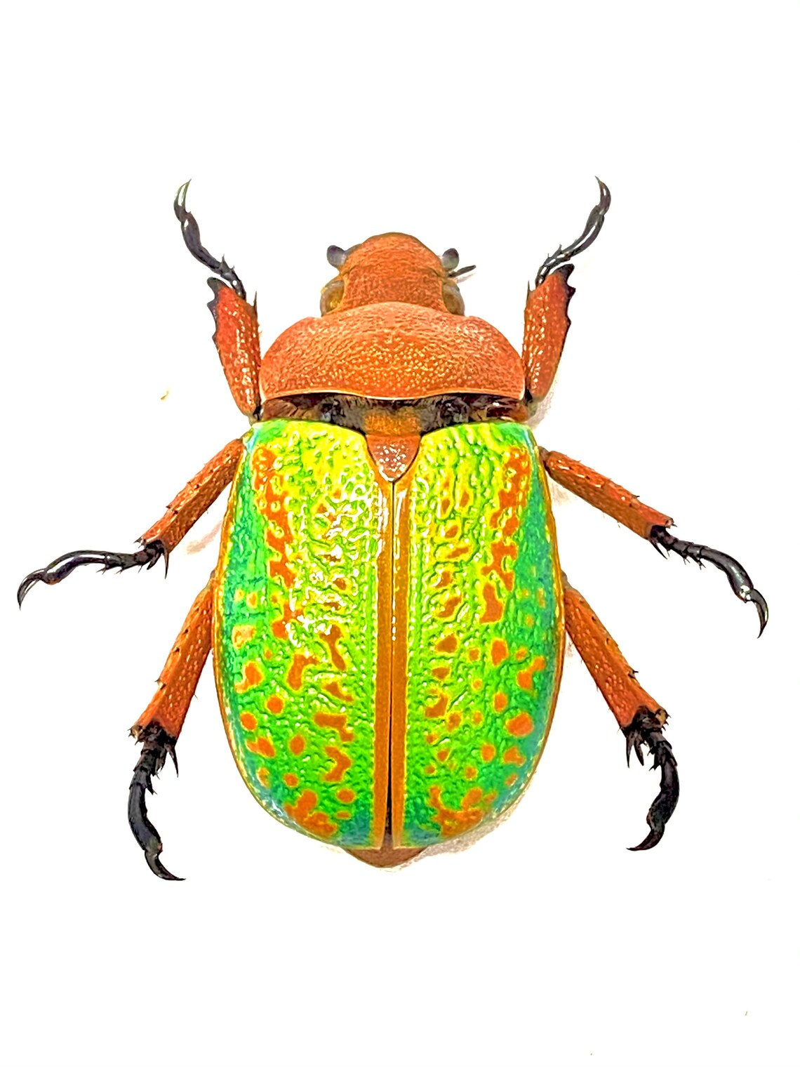 Green Scarab Beetle (chrysina Victoriana) Real Specimen Only ...