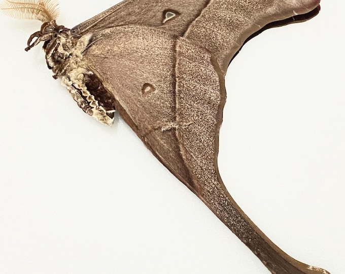 Hercules Moth. Coscinocera Hercules. Papered-folded Wings. Requiring ...