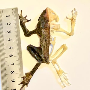 Toad Skeleton Real. (duttaphrynus Melanosticus) Skeleton Toad ...
