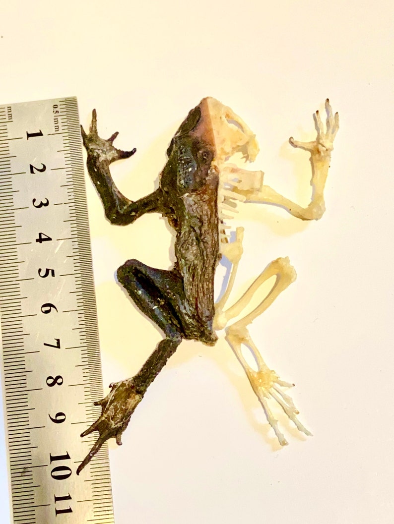 Toad Skeleton Real. (duttaphrynus Melanosticus) Skeleton Toad ...