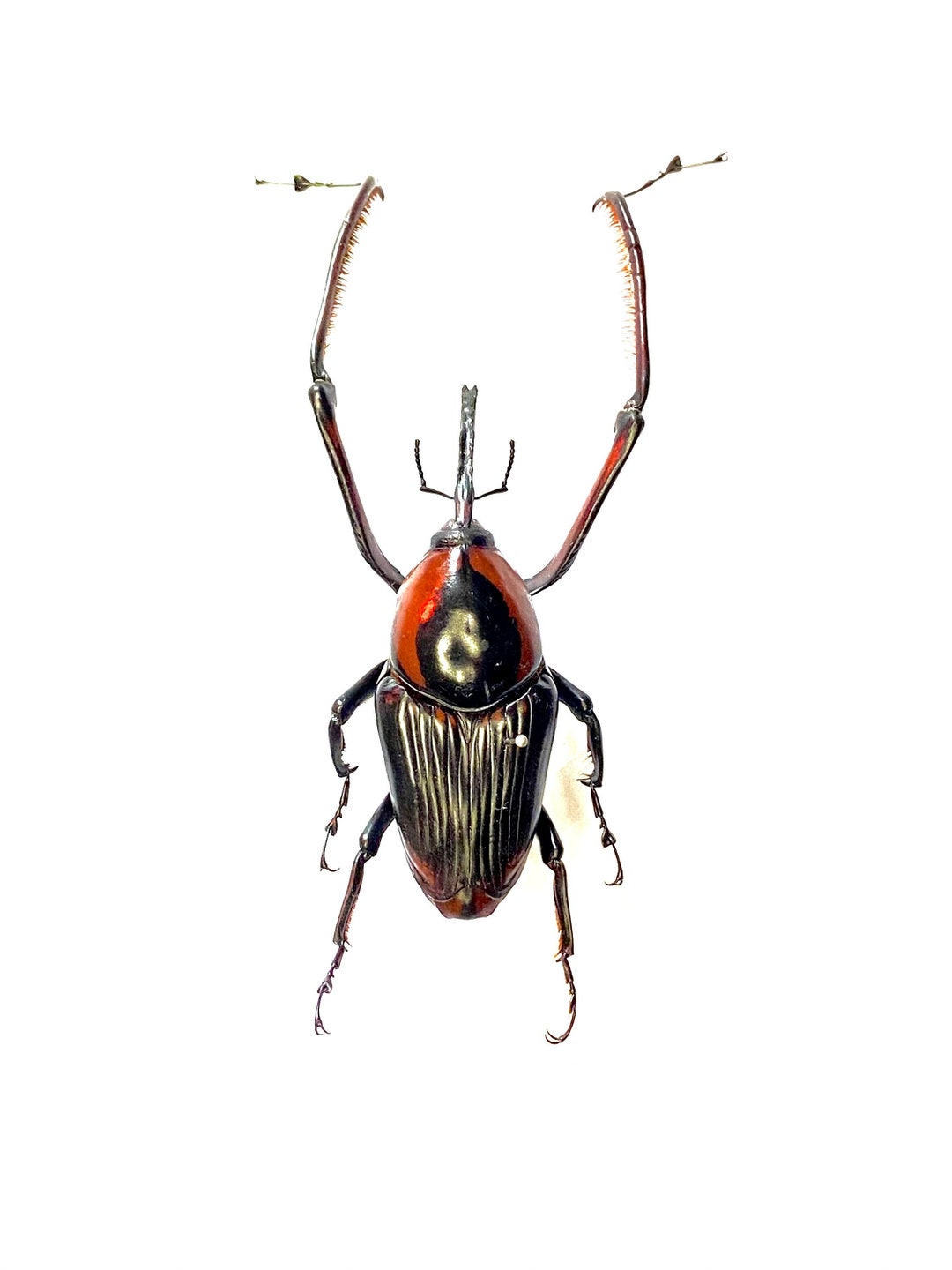 Giant Bamboo Weevil (crytotrachelus Buqueti) Real Specimen - Etsy