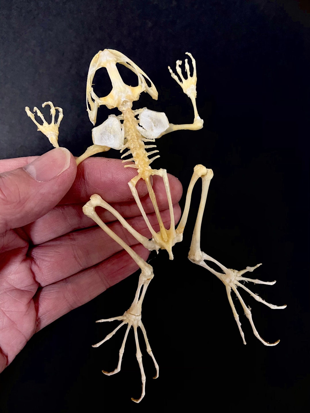 Esqueleto de rana (rana herbácea asiática) ejemplar real - Etsy México