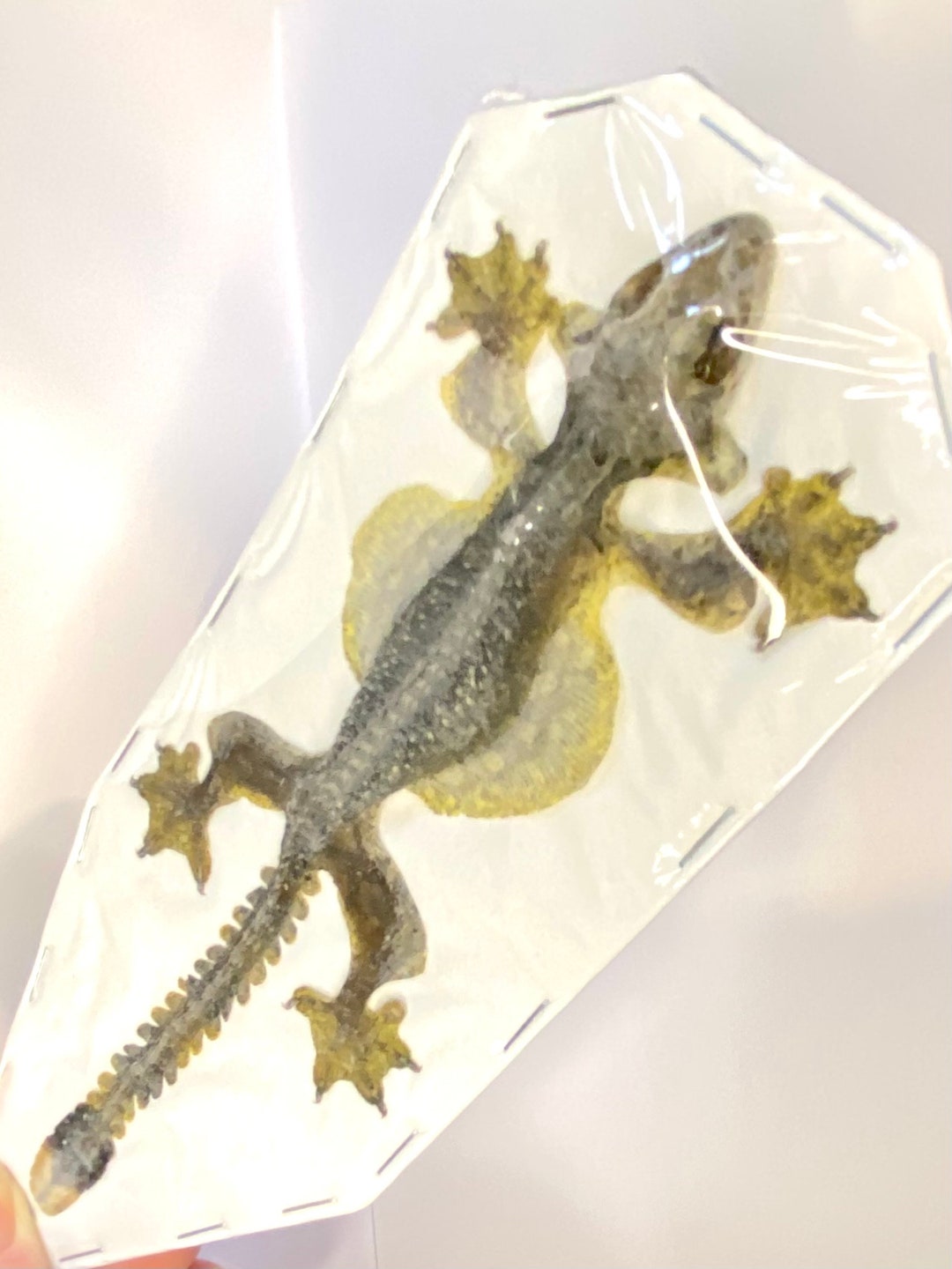 Flying Lizard (ptychozoon Kuhli) Specimen. Reptile. Draco. Framed ...