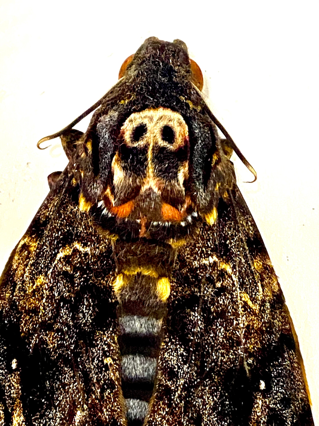 Death’s Head Hawkmoth.(acherontia Lachesis) Specimen Only. Moth. Real ...