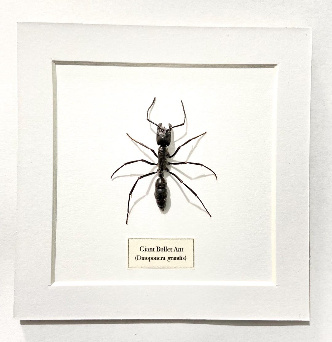 Giant Bullet Ant ( Dinoponera Grandis) Ant. Real Ant. Real Insect ...