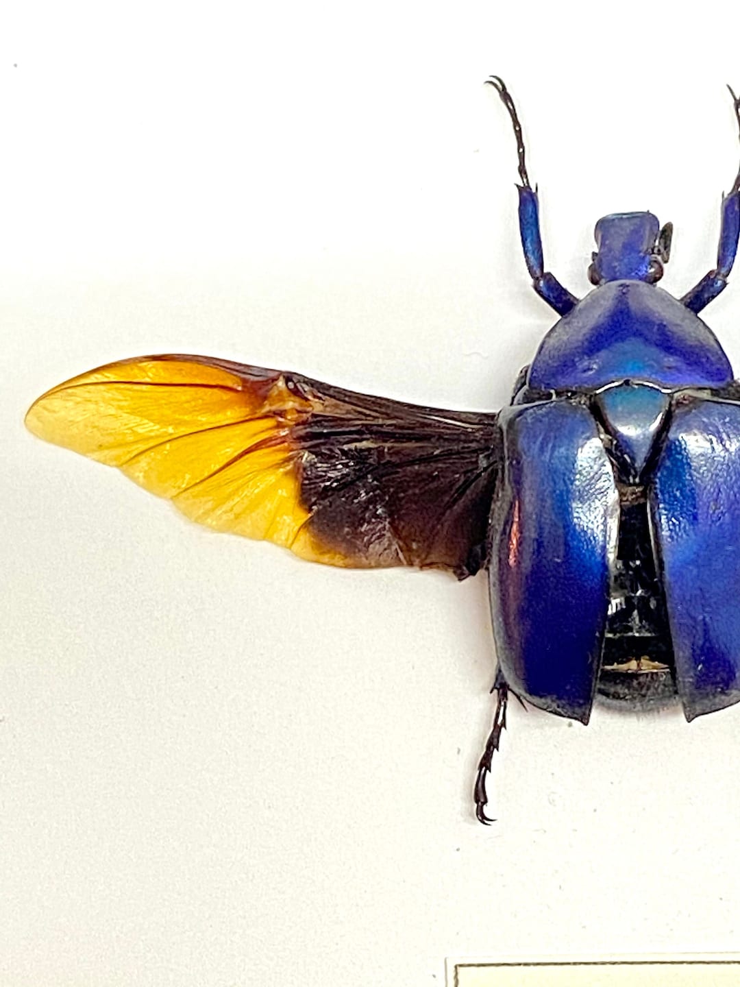 Blue Scarab Beetle. Real Insect Framed. Entomology. Blue ...