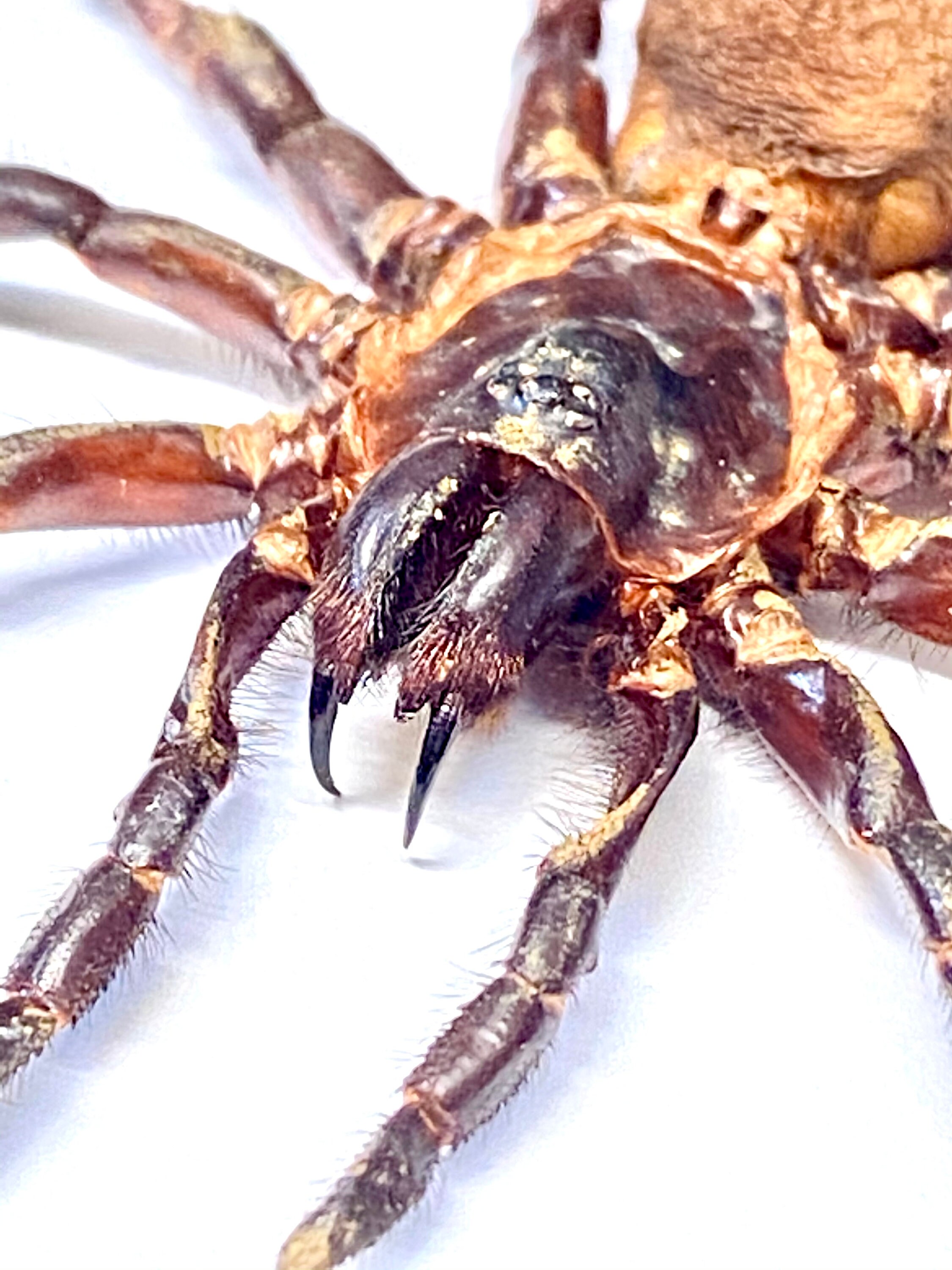 Spider. Cyclocosmia Ricketti. Real Specimen. Insect Specimen. Real ...