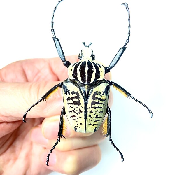 Goliath Beetle - Etsy