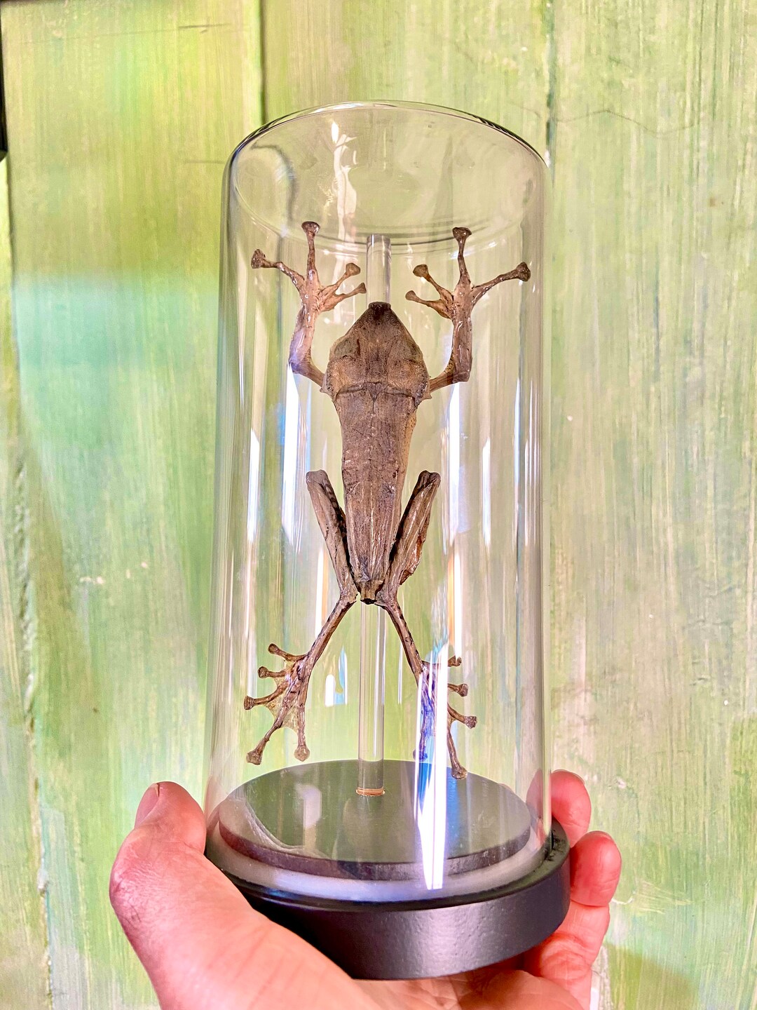 Giant Frog in Glass Jar . Real Preserved Specimen.real Frog. Taxidermy ...