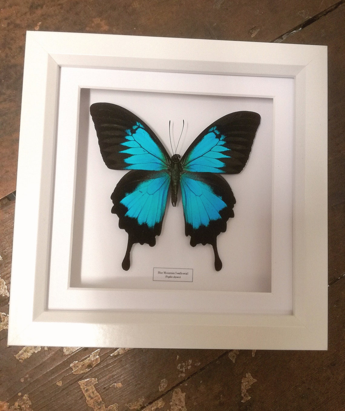 Blue Mountain Swallowtail papilio Ulysses Real Butterfly. | Etsy