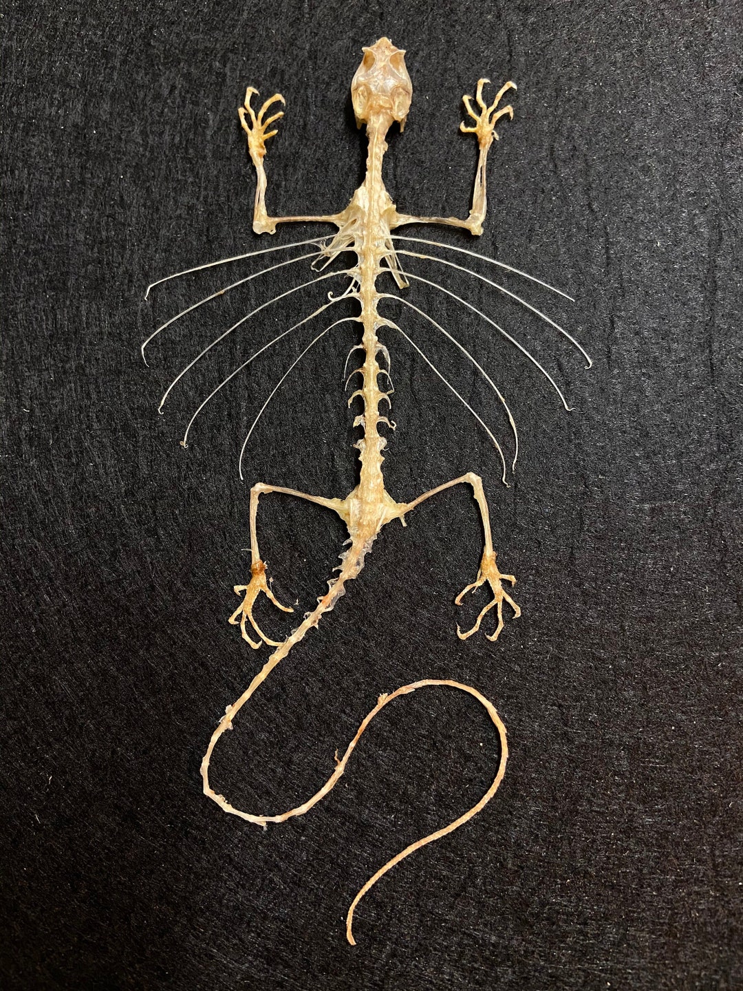 Flying Lizard Skeleton (draco Volans) Real Skeleton in Frame. Flying ...