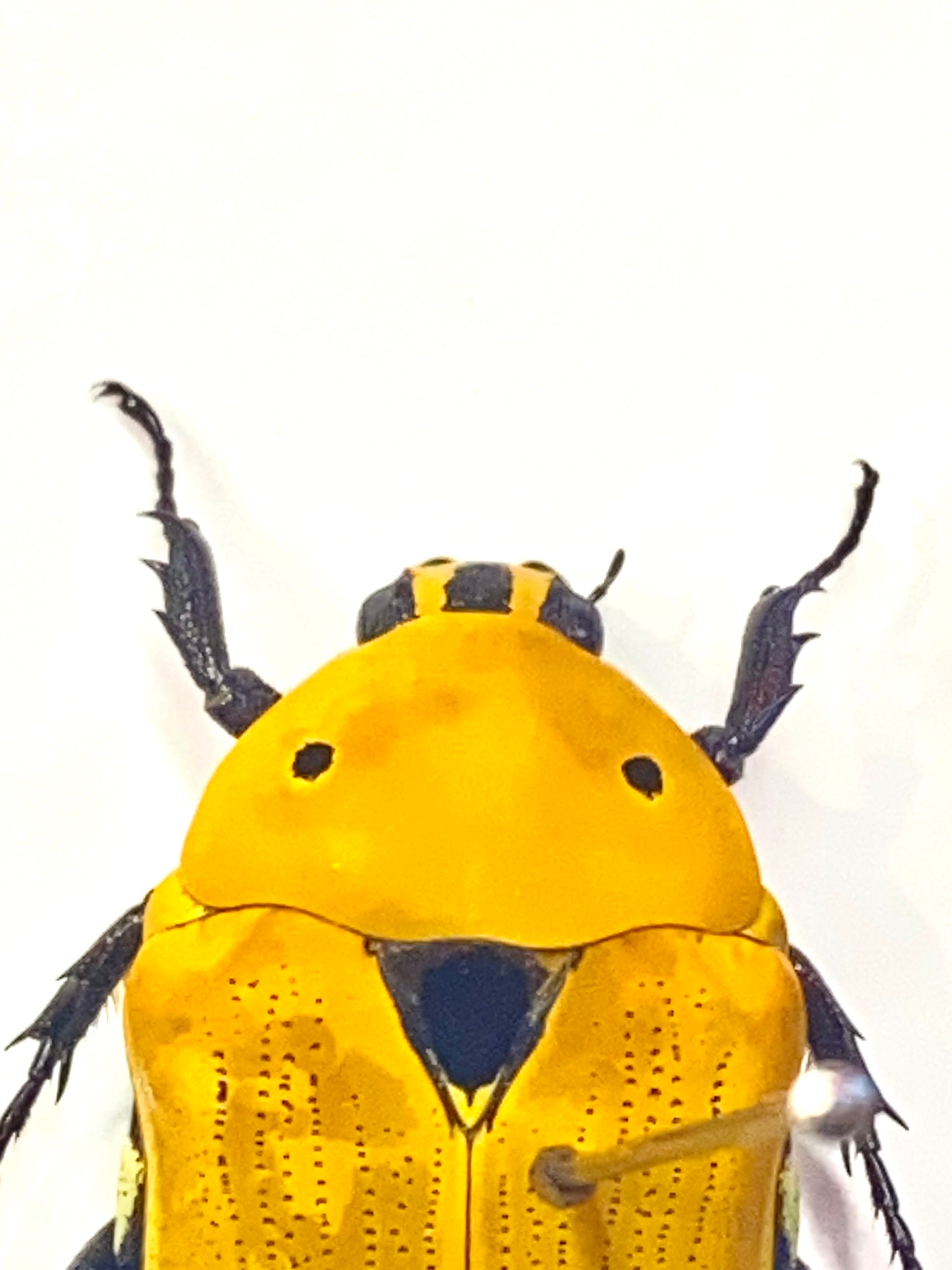 Yellow Flower Beetle (euchroea Auripimenta). Taxidermy. Beetle. Insect ...