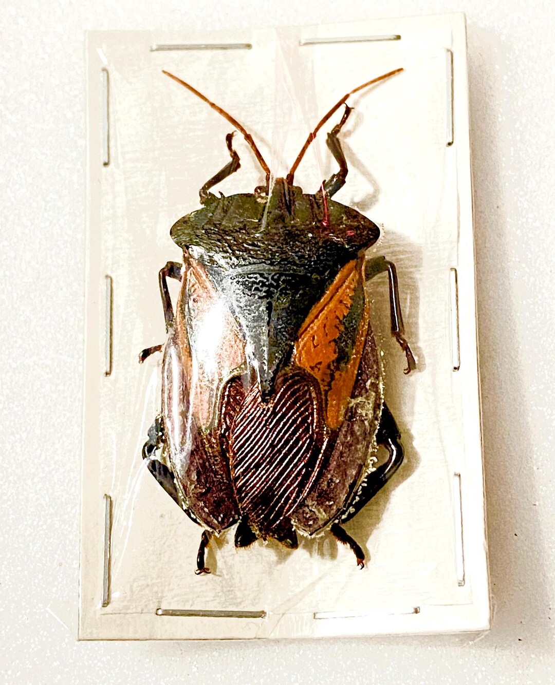 Shield Bug. Oncomeris Flavicornis. Real Insect. Insect Specimen ...