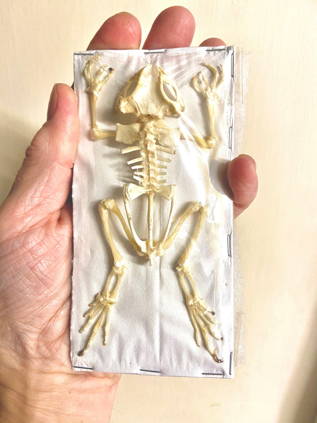 Toad Skeleton Real. (duttaphrynus Melanosticus) - Etsy