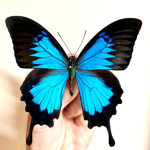 Blue Mountain Swallowtail papilio Ulysses Real Butterfly. - Etsy