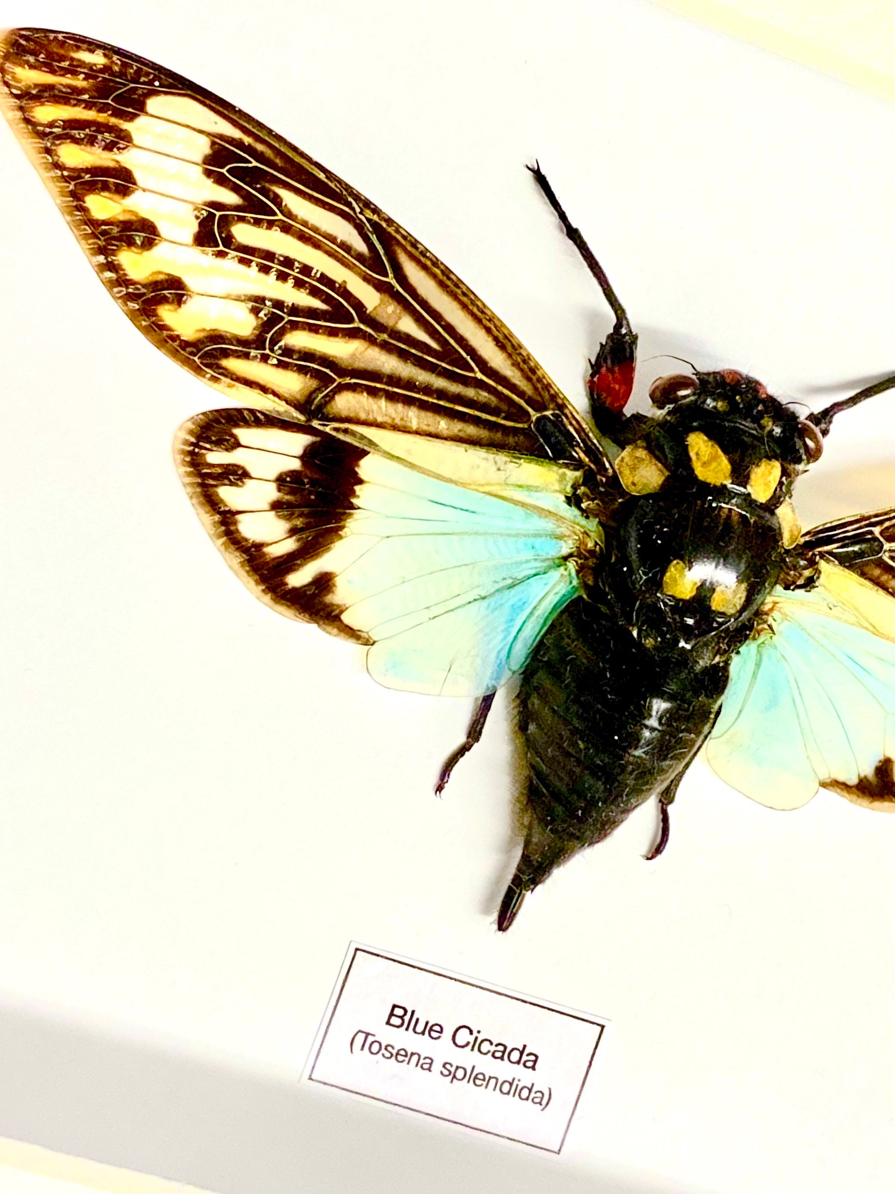 Blue Cicada tosena Splendida Real Insect Framedentomology - Etsy