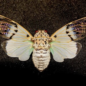 Ghost Cicada (ayuthia Spectabilis) Unframed Specimen. A1 Quality ...