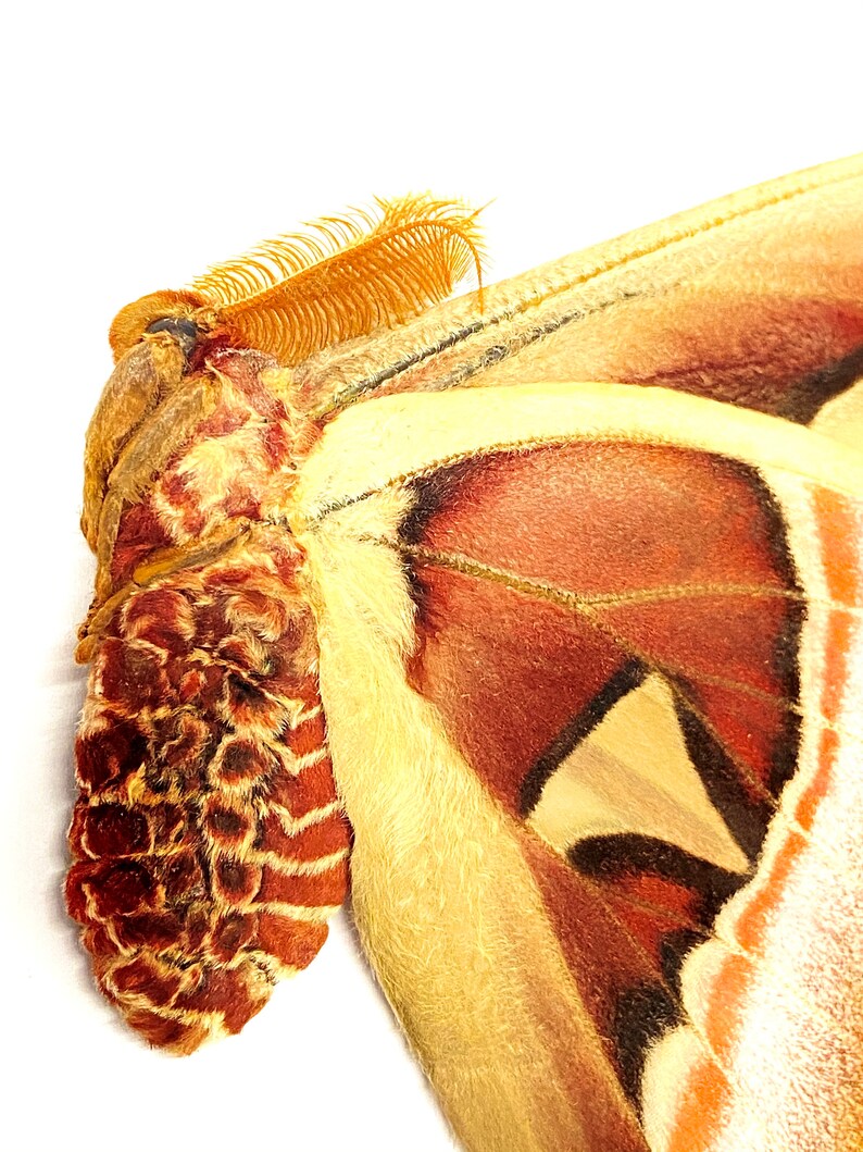 Atlas Moth attacus Atlas Real Specimen. Un-set | Etsy
