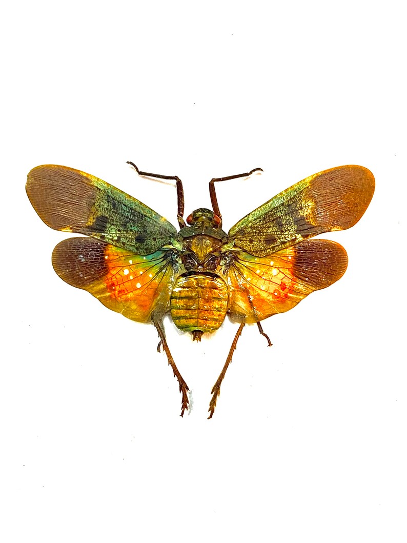 Penthicodes Farinosa Tulia). Real Insect Specimen. - Etsy