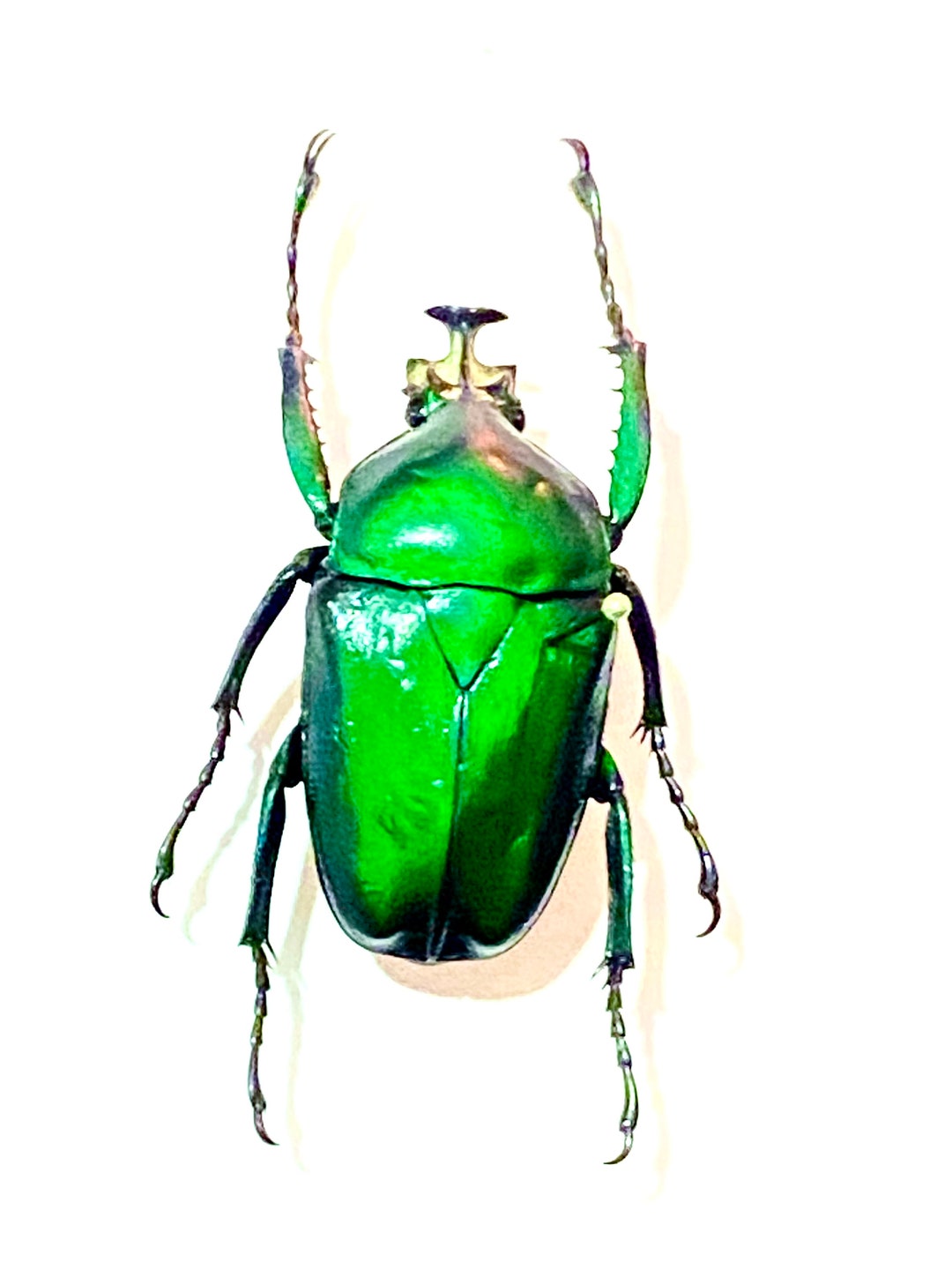 Dicronorrhina Derbyana Oberthueri. Shiny Green Flower Beetle. Insect ...