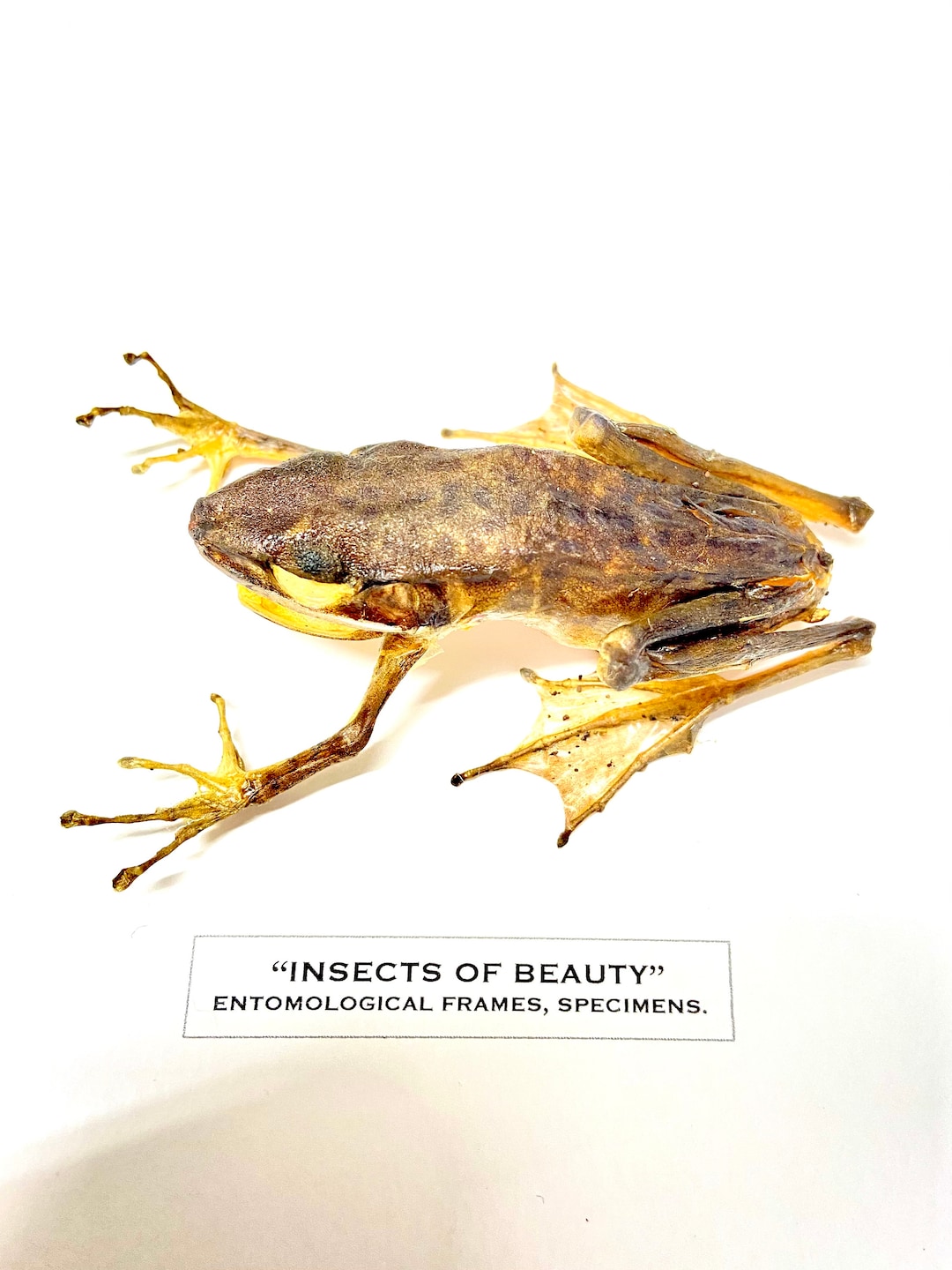 Common Tree Frog (polypedates Leucomystax) Real Preserved Specimen. - Etsy
