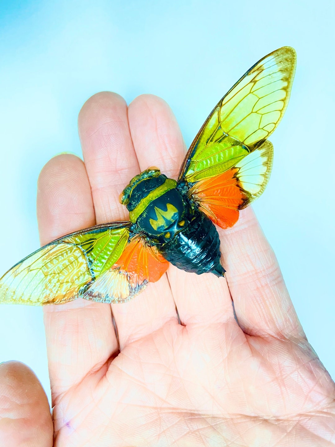Cicada salvazana Imperialis Real Specimen - Etsy
