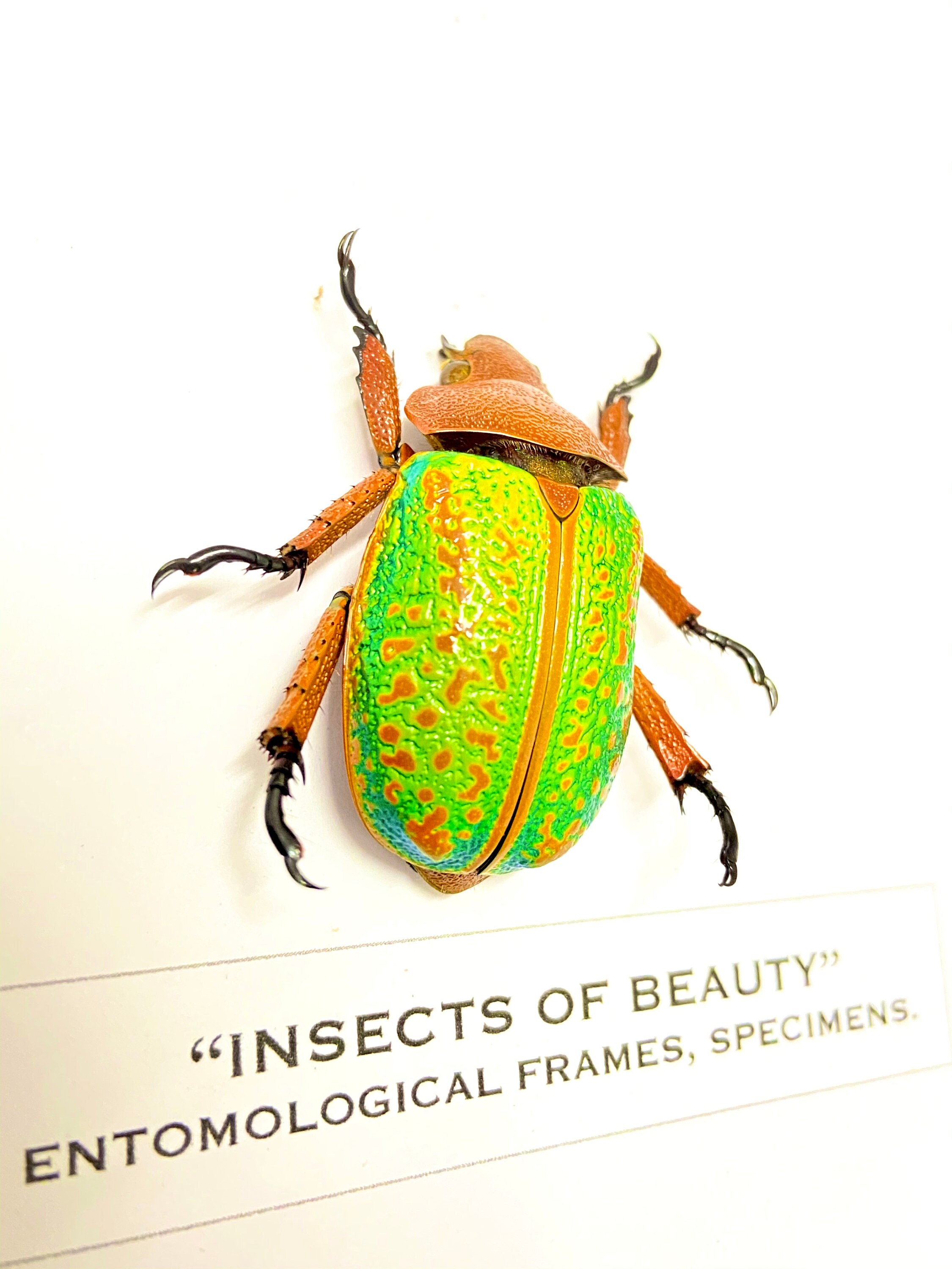 Green Scarab Beetle (chrysina Victoriana) Real Specimen Only ...