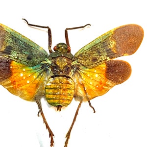 Penthicodes Farinosa Tulia). Real Insect Specimen. - Etsy